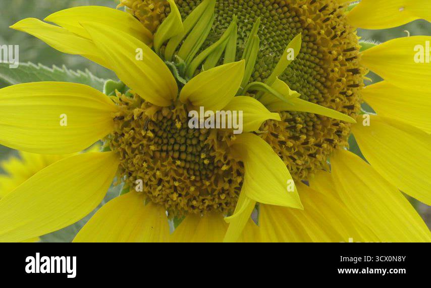 Ugly, unusual, mutant Sunflower Flower, Ukraine Stock Video Footage - Alamy