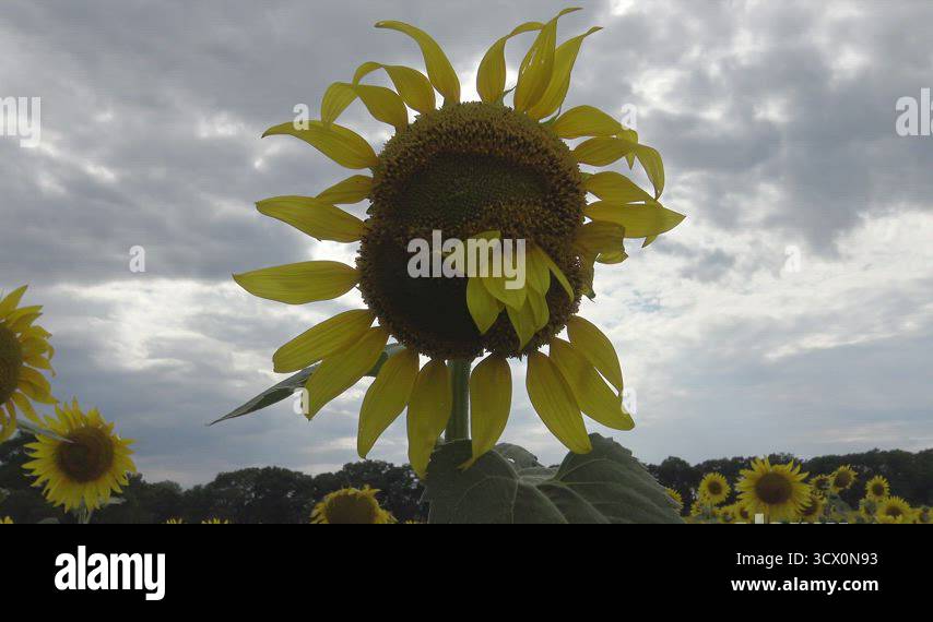 Ugly, unusual, mutant Sunflower Flower, Ukraine Stock Video Footage - Alamy