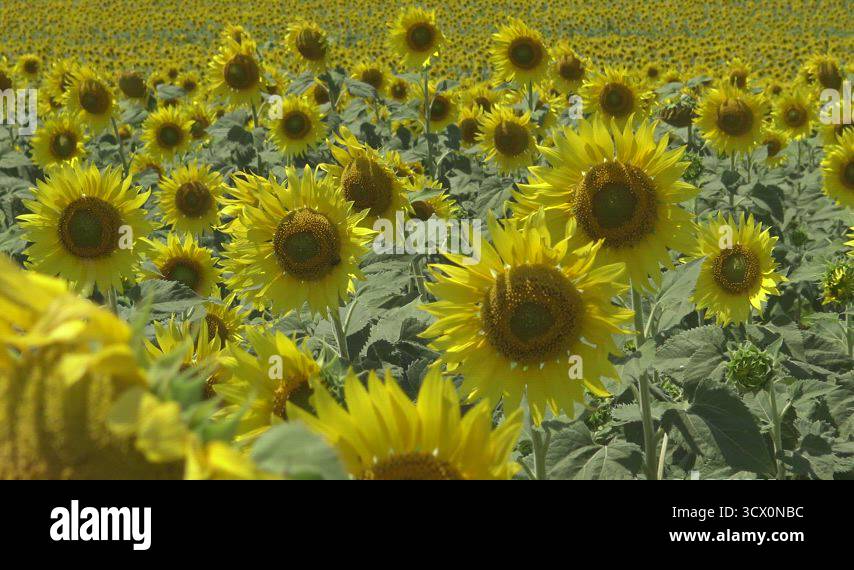 A field with blooming sunflowers. The common sunflower (Helianthus ...