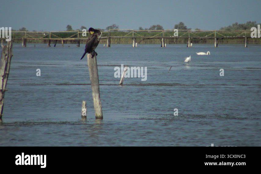 The great cormorant (Phalacrocorax carbo), Sasik liman Stock Video ...