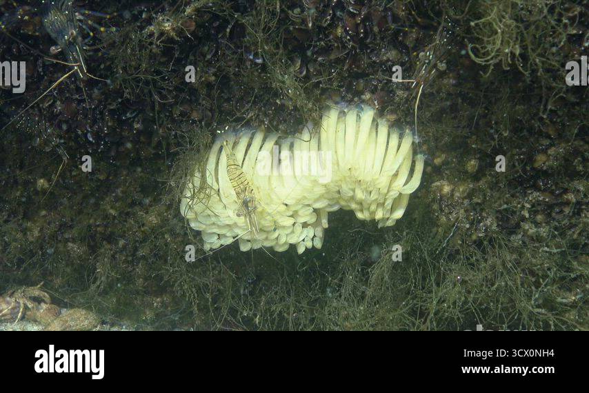 Cocoons of the predatory mollusk Rapana venosa, the invader in the ...