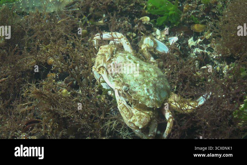 The crab eats, Swimming crab (Macropipus holsatus) or Flying crab ...