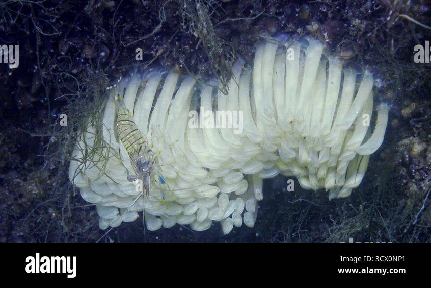 Cocoons of the predatory mollusk Rapana venosa, the invader in the ...