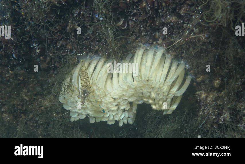Cocoons of the predatory mollusk Rapana venosa, the invader in the ...