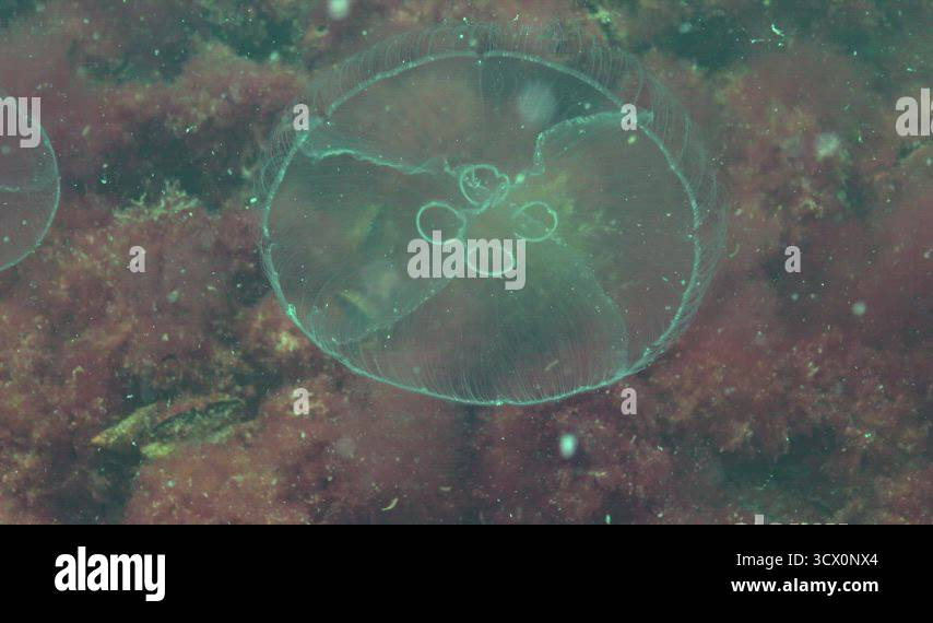 Black Sea fauna. Aurelia aurita ( moon jelly, moon jellyfish, common ...