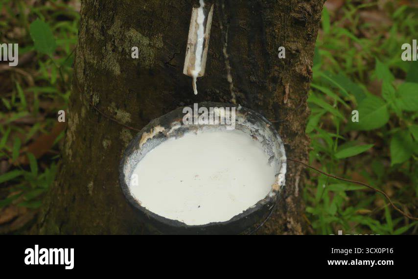 Brazilian hevea tree plantation Stock Videos & Footage - HD and 4K ...
