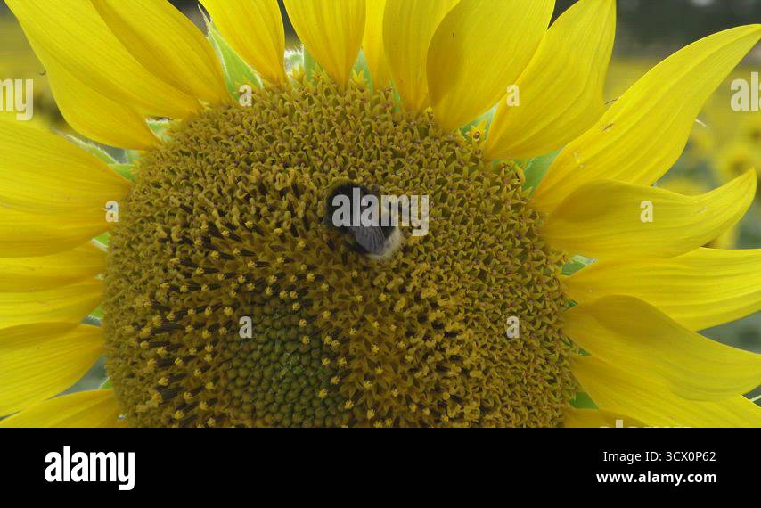 A bumblebee (or bumble bee, bumble-bee, or humble-bee), Sunflower ...