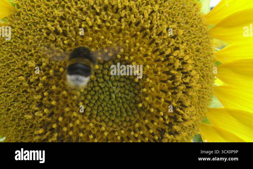 Bumblebee bumble bee humble Stock Videos & Footage - HD and 4K Video ...