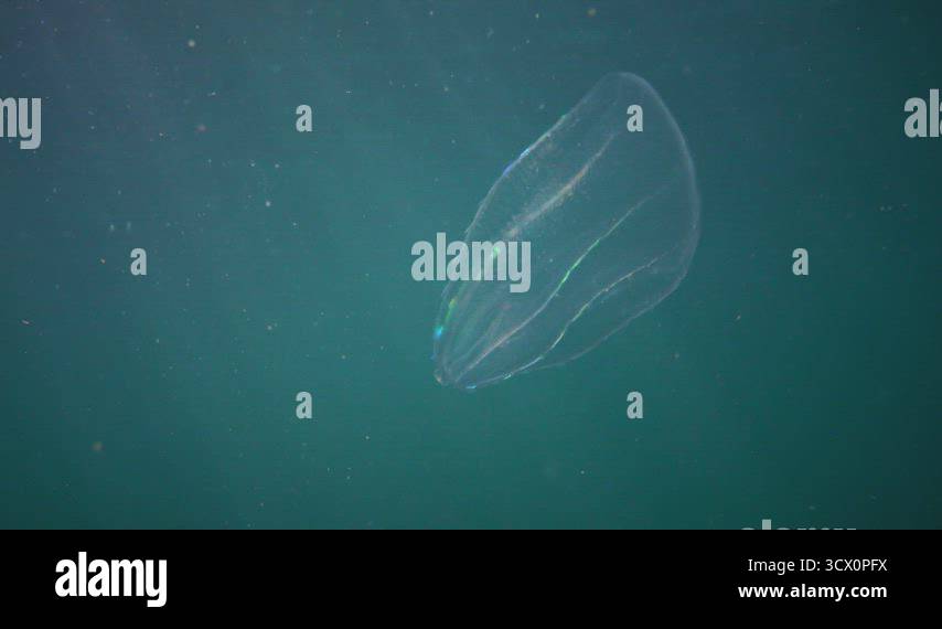 Ctenophores, Predatory comb jelly (Beroe ovata) swim in the water in ...