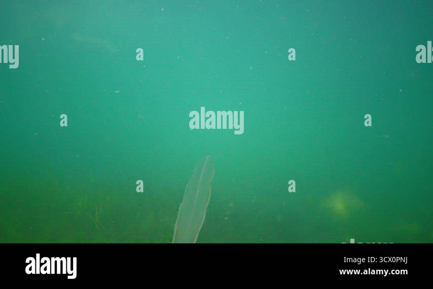 Ctenophores, Predatory comb jelly (Beroe ovata) swim in the water in ...