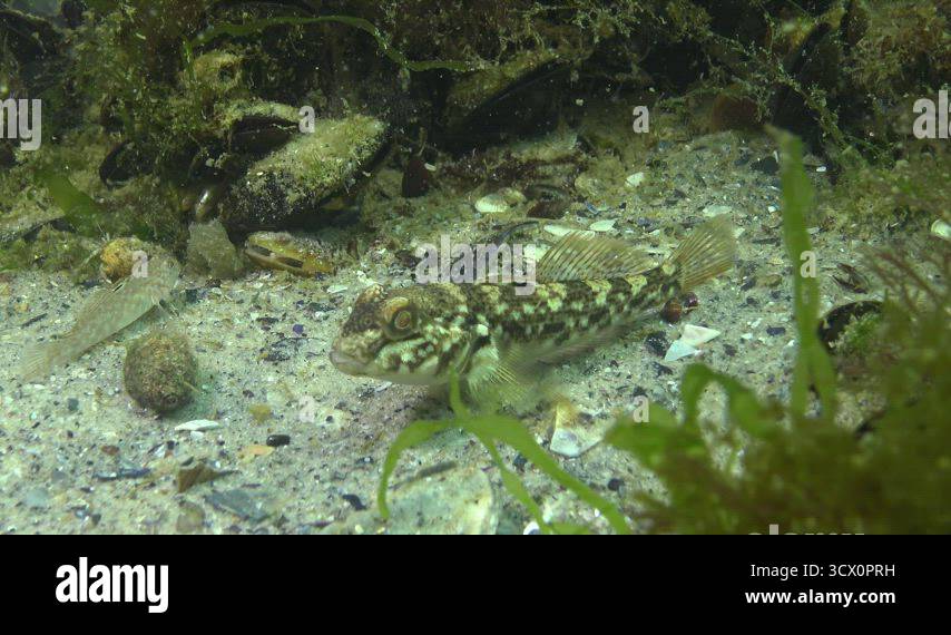 The round goby (Neogobius melanostomus) is a euryhaline bottom-dwelling ...