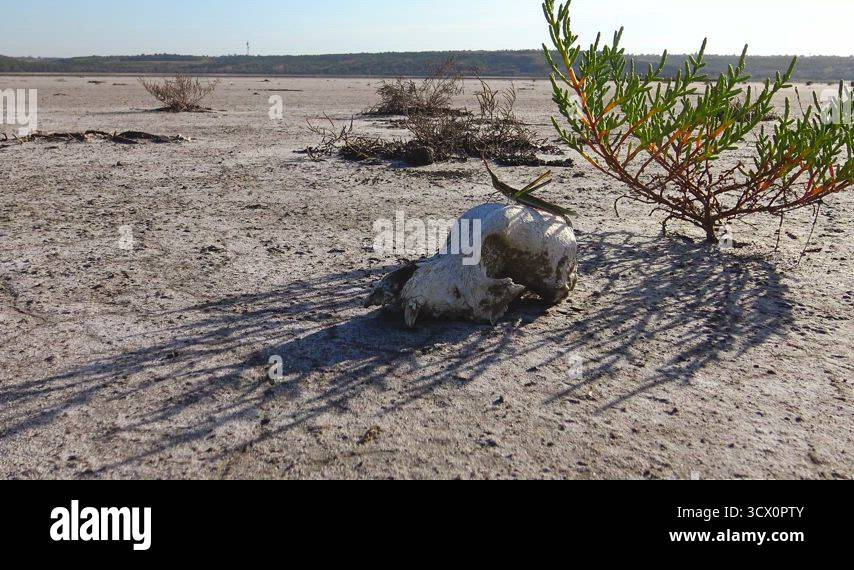 Acrida ungarica, insect sits on an old skull of a predatory animal ...