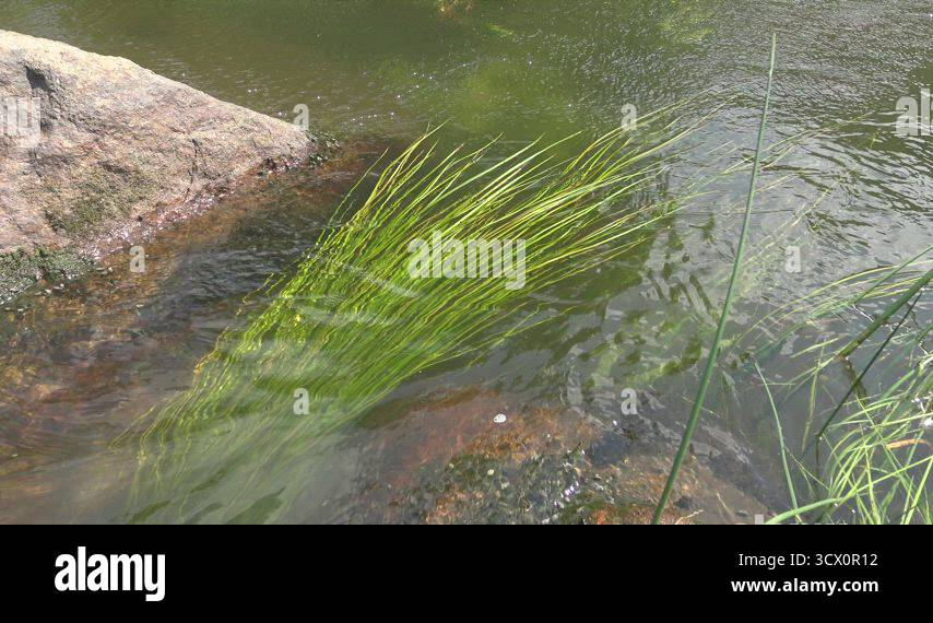 Freshwater flowering plants that move in a stream of fresh water into the Southern Bug River ...