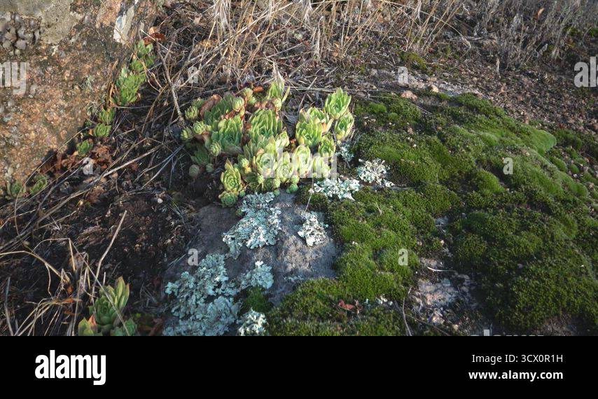 Houseleeks plants (Sempervivum ruthenicum), forever alive, Succulent ...