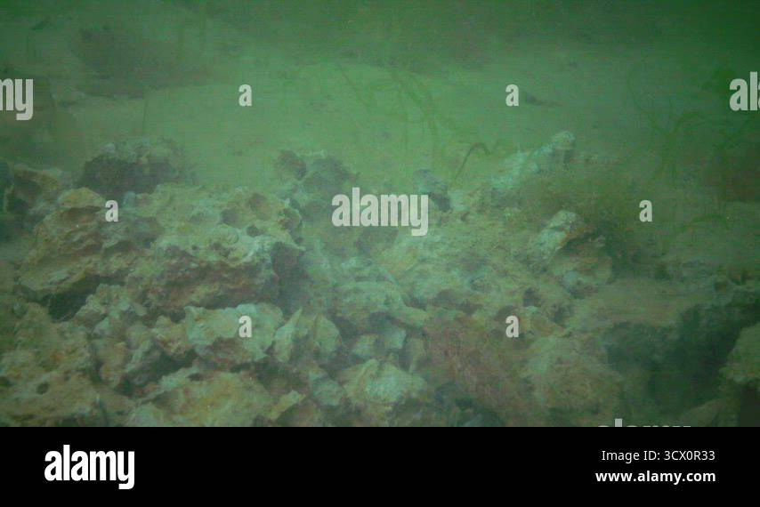 Bottom fish Tentacled blenny (Parablennius sp.) and Goby eats shellfish ...