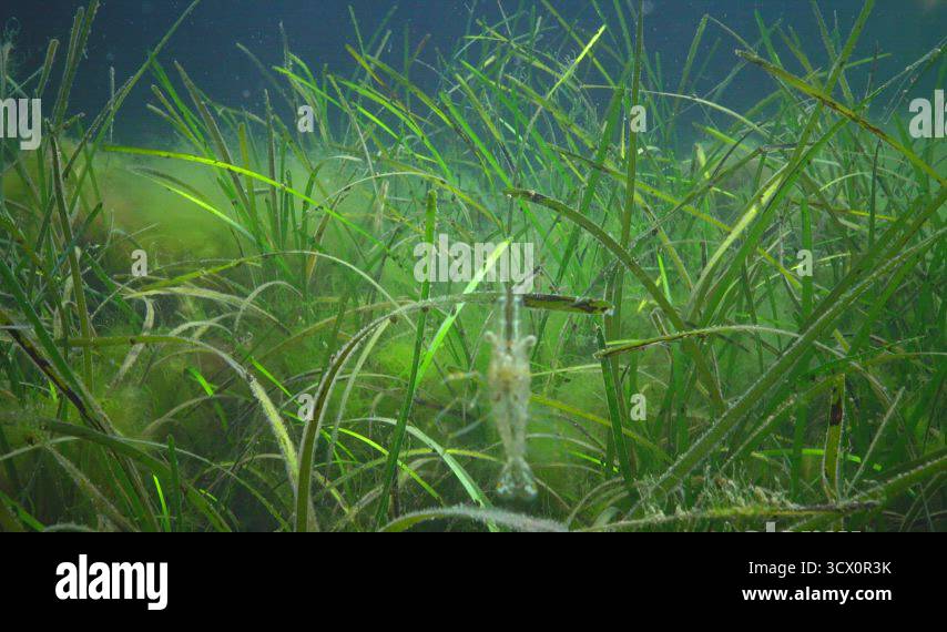 Seagrass dwarf eelgrass zostera noltei Stock Videos & Footage - HD and ...