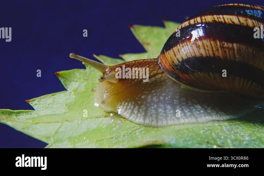 Helix pomatia, common names the Roman snail, Burgundy snail, edible ...