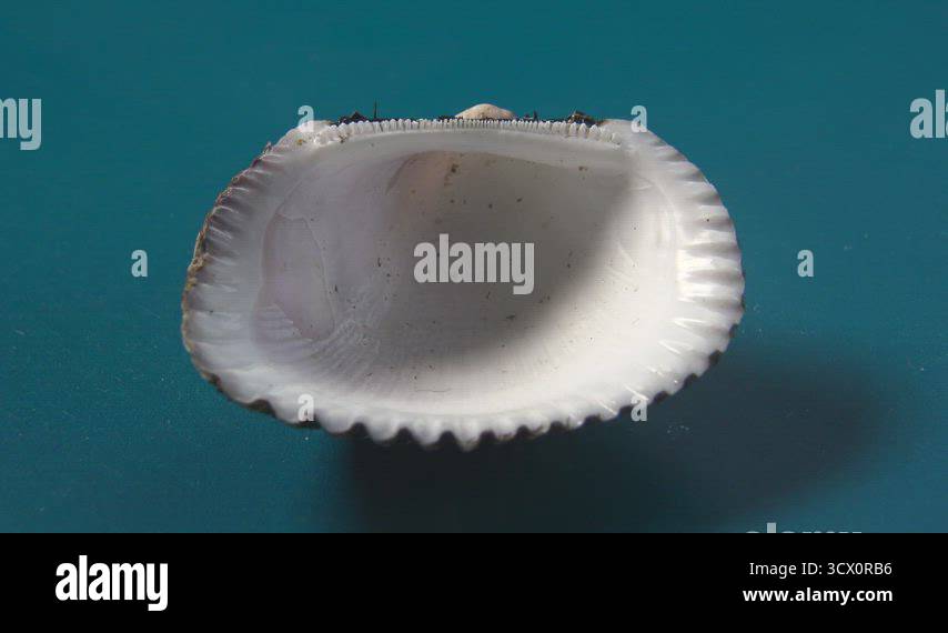 Scapharca - Bivalve mollusk shell (Anadara inaequivalvis) an invader in ...