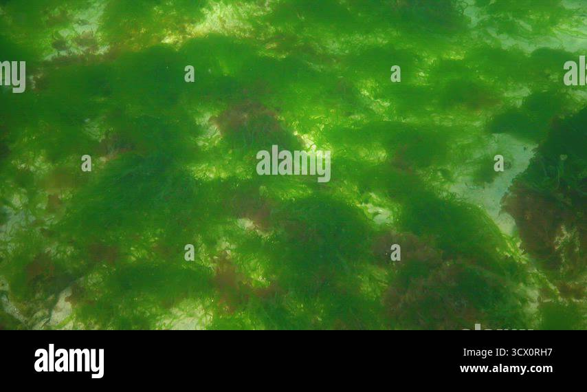 Underwater landscape in the Black Sea. Green, red and brown algae on ...