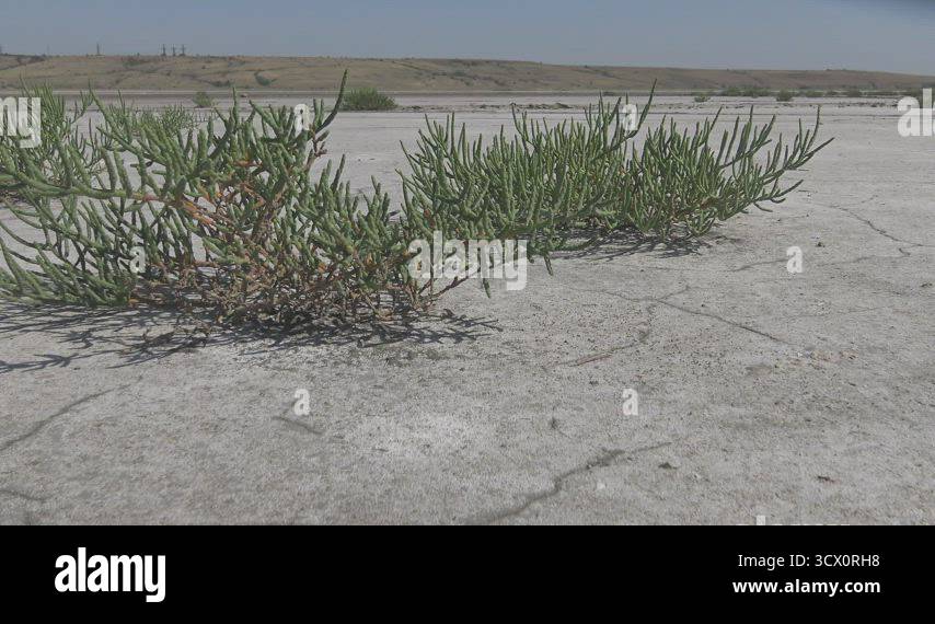Salicornia europaea, known as common glasswort or just glasswort, is a ...