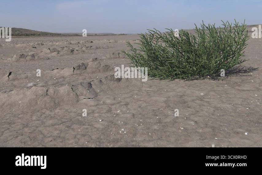 Salicornia europaea, known as common glasswort or just glasswort, is a ...