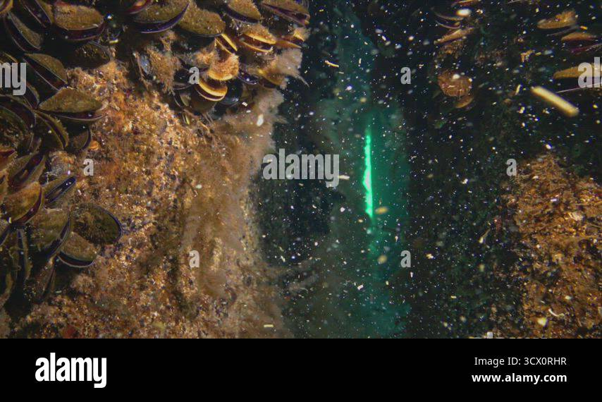 Fish of the Black Sea. (Neogobius melanostomus), Marine invasive ...