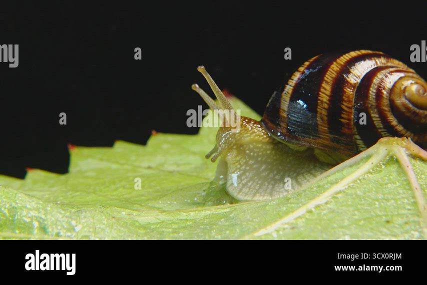 Helix pomatia, common names the Roman snail, Burgundy snail, edible ...