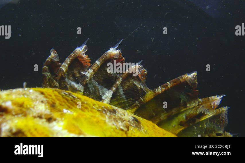 Poison spikes, Poisonous dangerous fish. Fish of the Black Sea ...