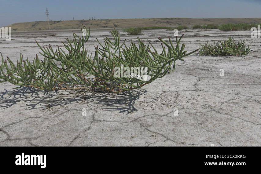 Salicornia europaea, known as common glasswort or just glasswort, is a ...