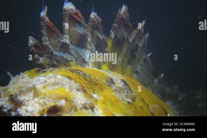 Poison spikes, Poisonous dangerous fish. Fish of the Black Sea ...