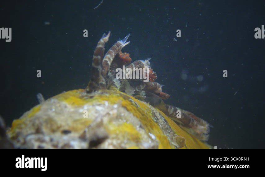 Poison spikes, Poisonous dangerous fish. Fish of the Black Sea ...