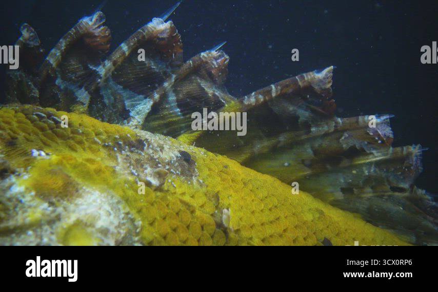 Poison spikes, Poisonous dangerous fish. Fish of the Black Sea ...