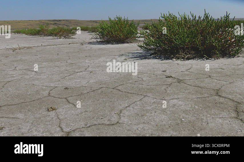 Salicornia europaea, known as common glasswort or just glasswort, is a ...