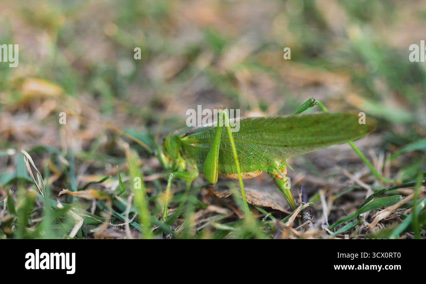 Big green locust female lays eggs Stock Video Footage - Alamy