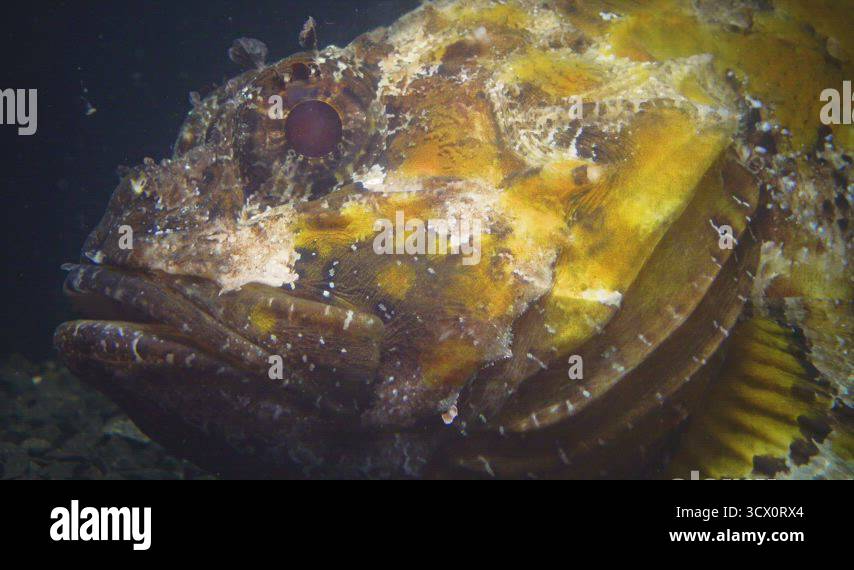 Poisonous dangerous fish. Fish of the Black Sea. European black ...