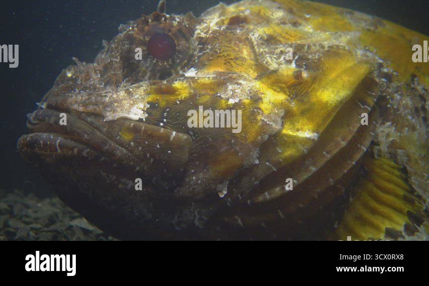 Poisonous dangerous fish. Fish of the Black Sea. European black ...