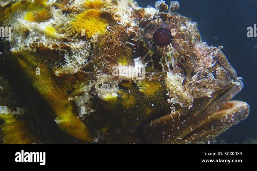 Poisonous dangerous fish. Fish of the Black Sea. European black ...