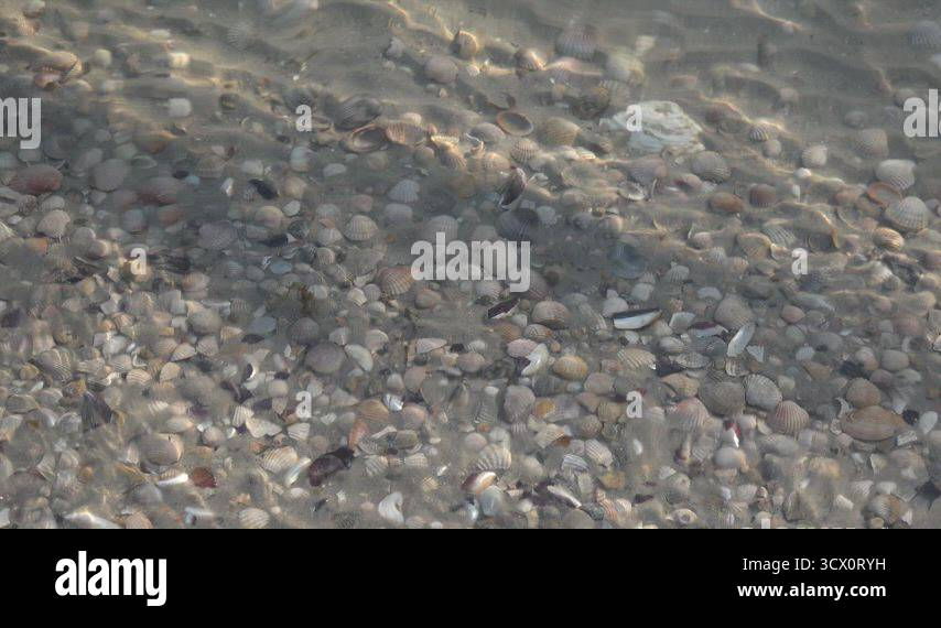 Water edge, waves swaying on the sandy shore with shells, glare in the ...