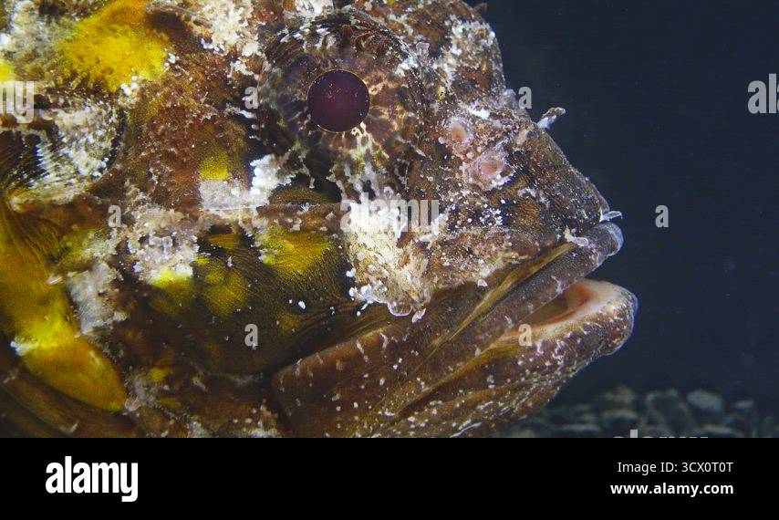 Poisonous dangerous fish. Fish of the Black Sea. European black ...