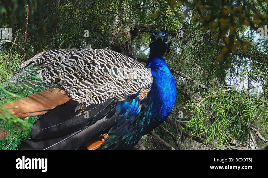 The Indian peafowl or blue peafowl (Pavo cristatus), a large and ...