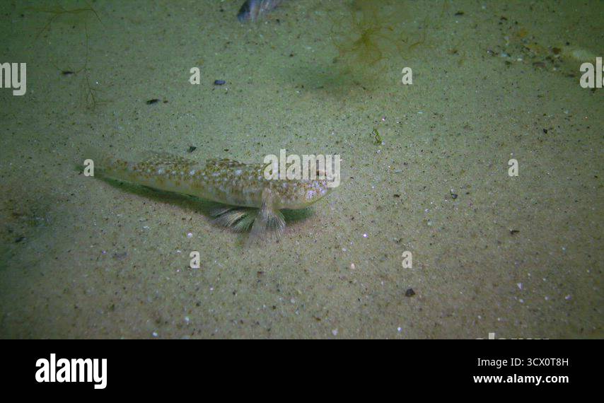 Marbled goby (Pomatoshistus marmoratus) male protects his nest under ...