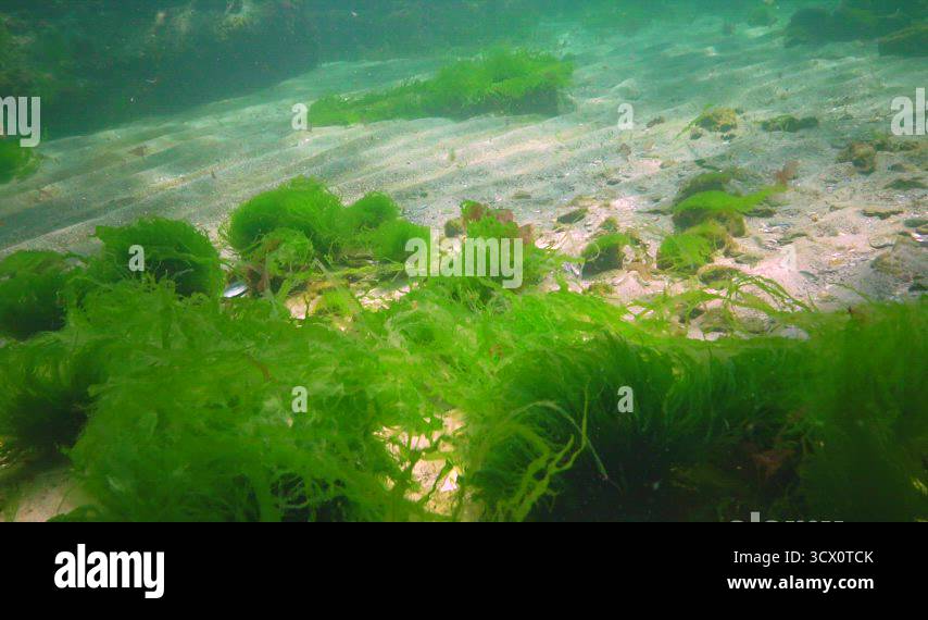 Underwater landscape in the Black Sea. Green, red and brown algae on ...