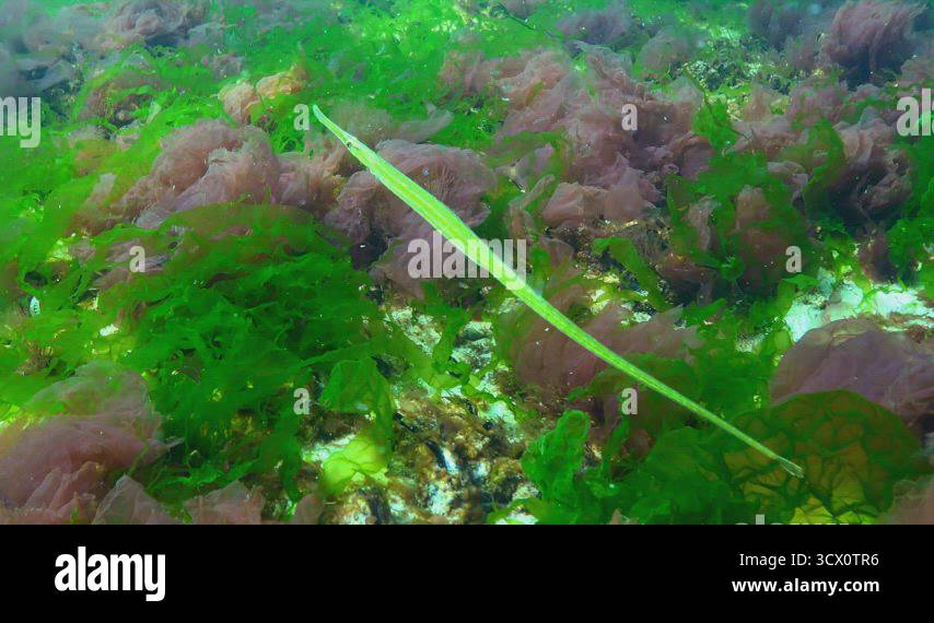 Fish in the thickets of seaweed. Broadnosed pipefish (Syngnathus typhle ...