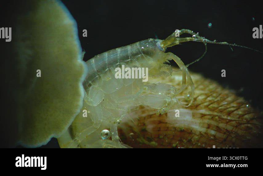 Gammarus is an amphipod crustacean genus in the family Gammaridae Stock ...