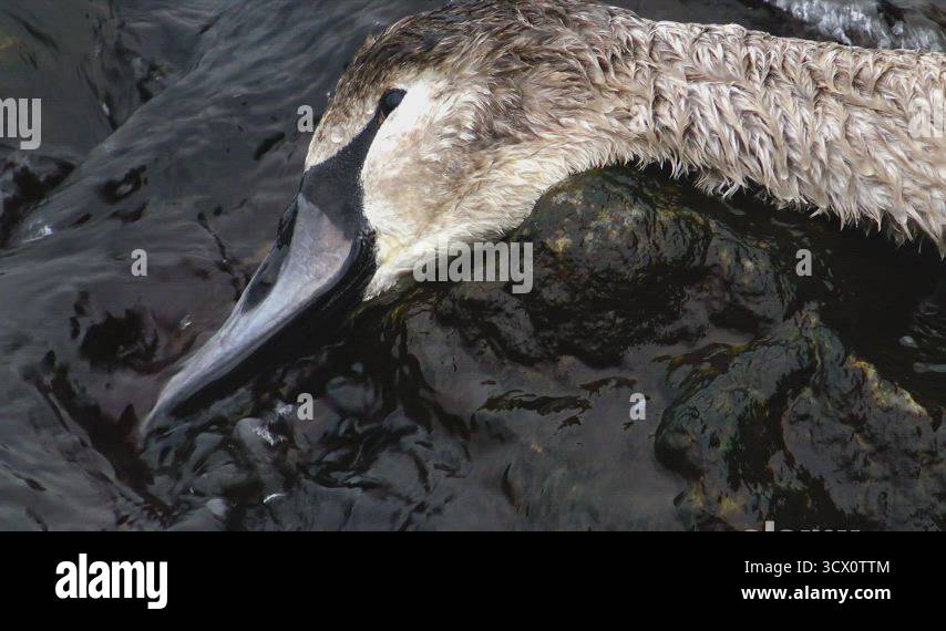Young Swan died. Dead bird on the beach Stock Video Footage - Alamy