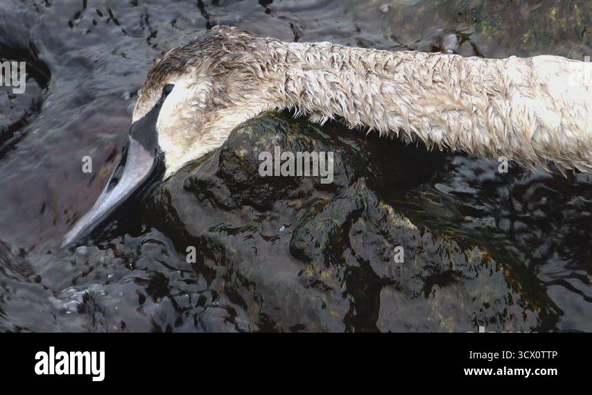 Dead swan Stock Videos & Footage - HD and 4K Video Clips - Alamy