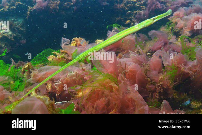 Fish in the thickets of seaweed. Broadnosed pipefish (Syngnathus typhle ...