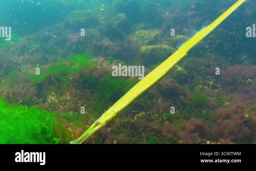 Fish in the thickets of seaweed. Broadnosed pipefish (Syngnathus typhle ...