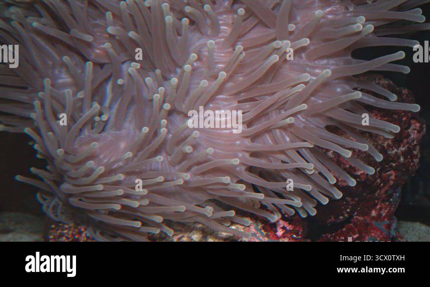 The magnificent sea anemone (Heteractis magnifica), also known as the ...