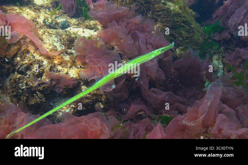 Fish in the thickets of seaweed. Broadnosed pipefish (Syngnathus typhle ...